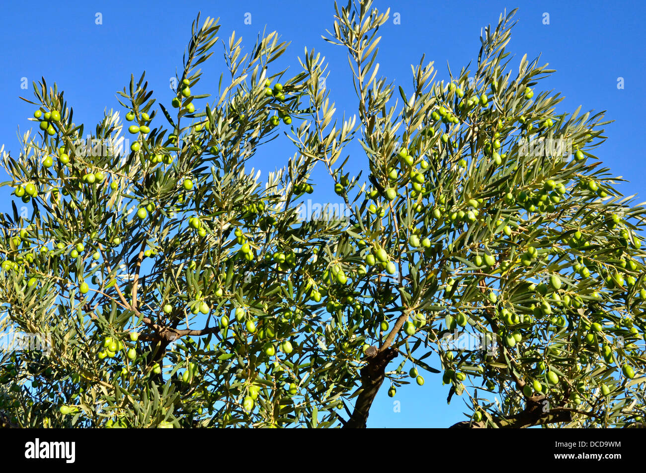 olive tree in the Alpilles, France branches with olives Stock Photo - Alamy