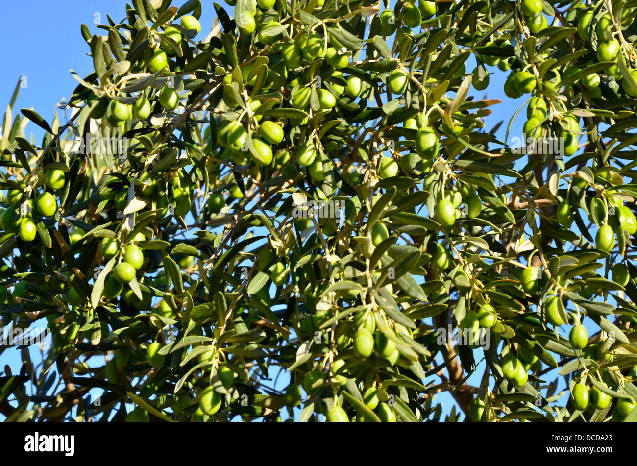 olive tree in the Alpilles, France branches with olives Stock Photo - Alamy