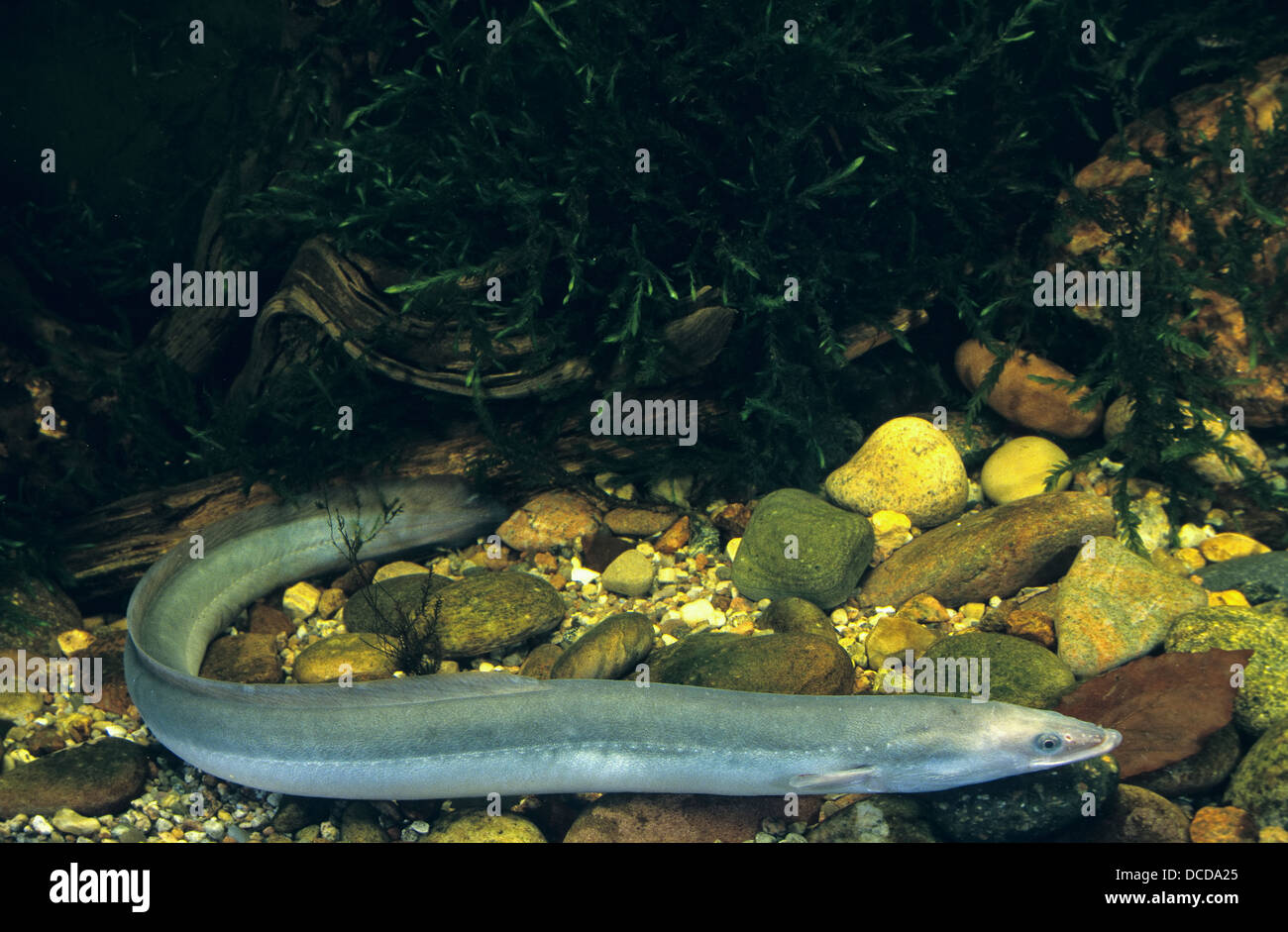 Europäischer Aal, Flussaal, Flußaal, Fluss-Aal, Fluß-Aal, Anguilla ...