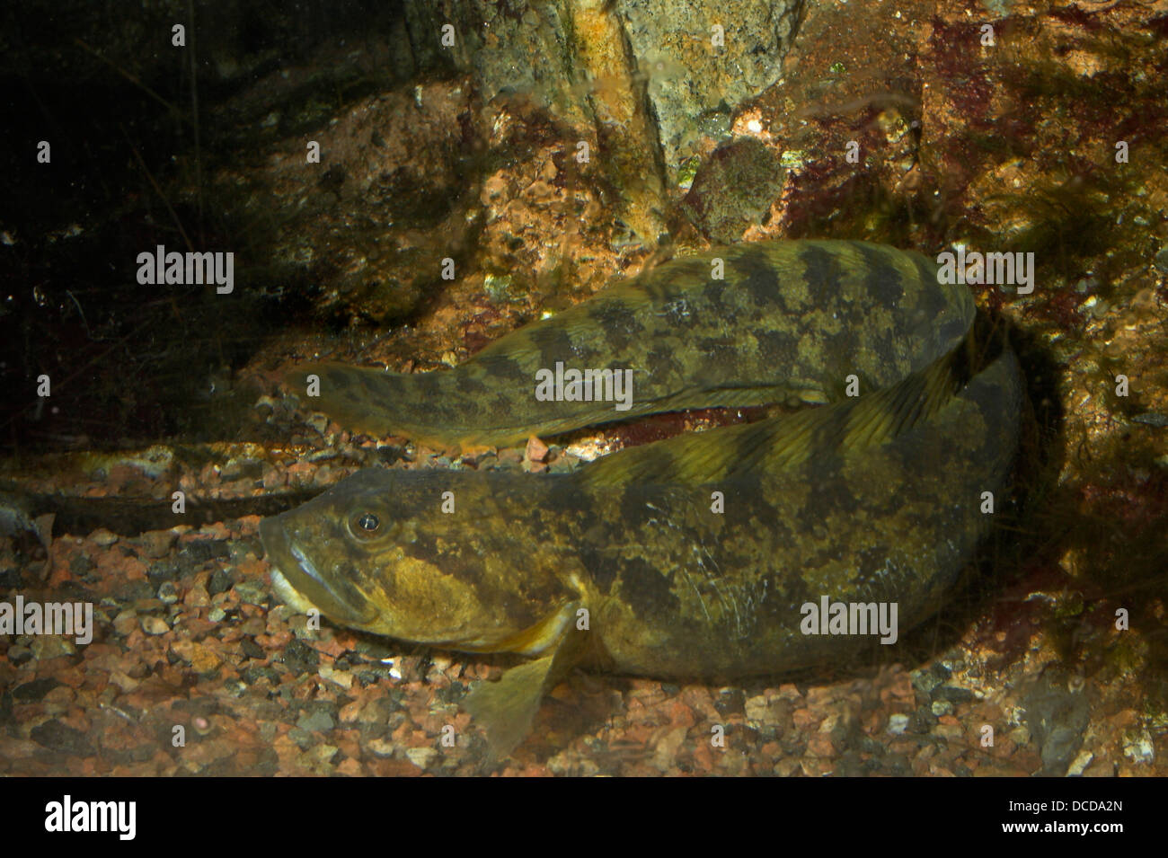 Viviparous eelpout hi-res stock photography and images - Alamy