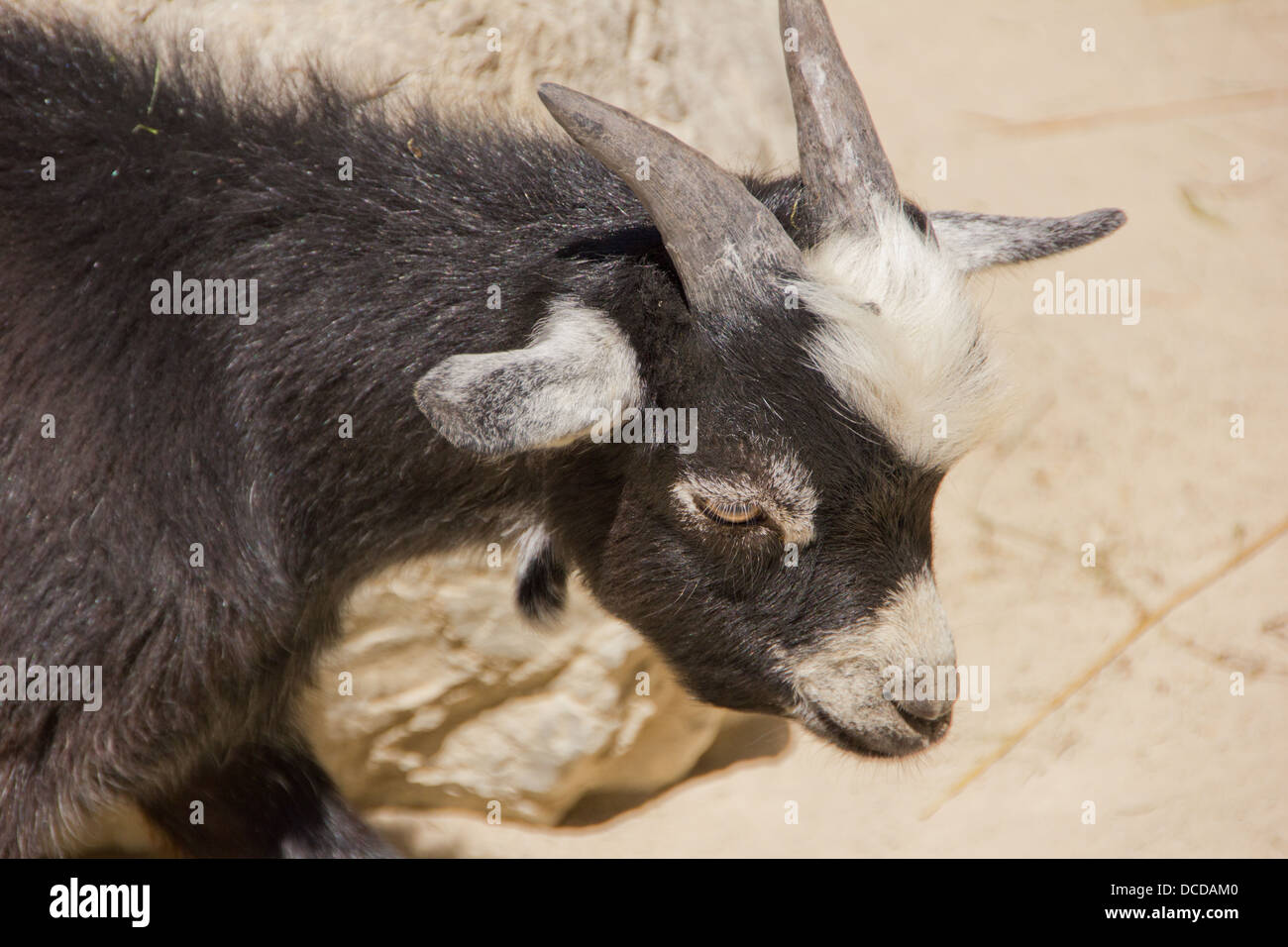 Useful animal hi-res stock photography and images - Alamy
