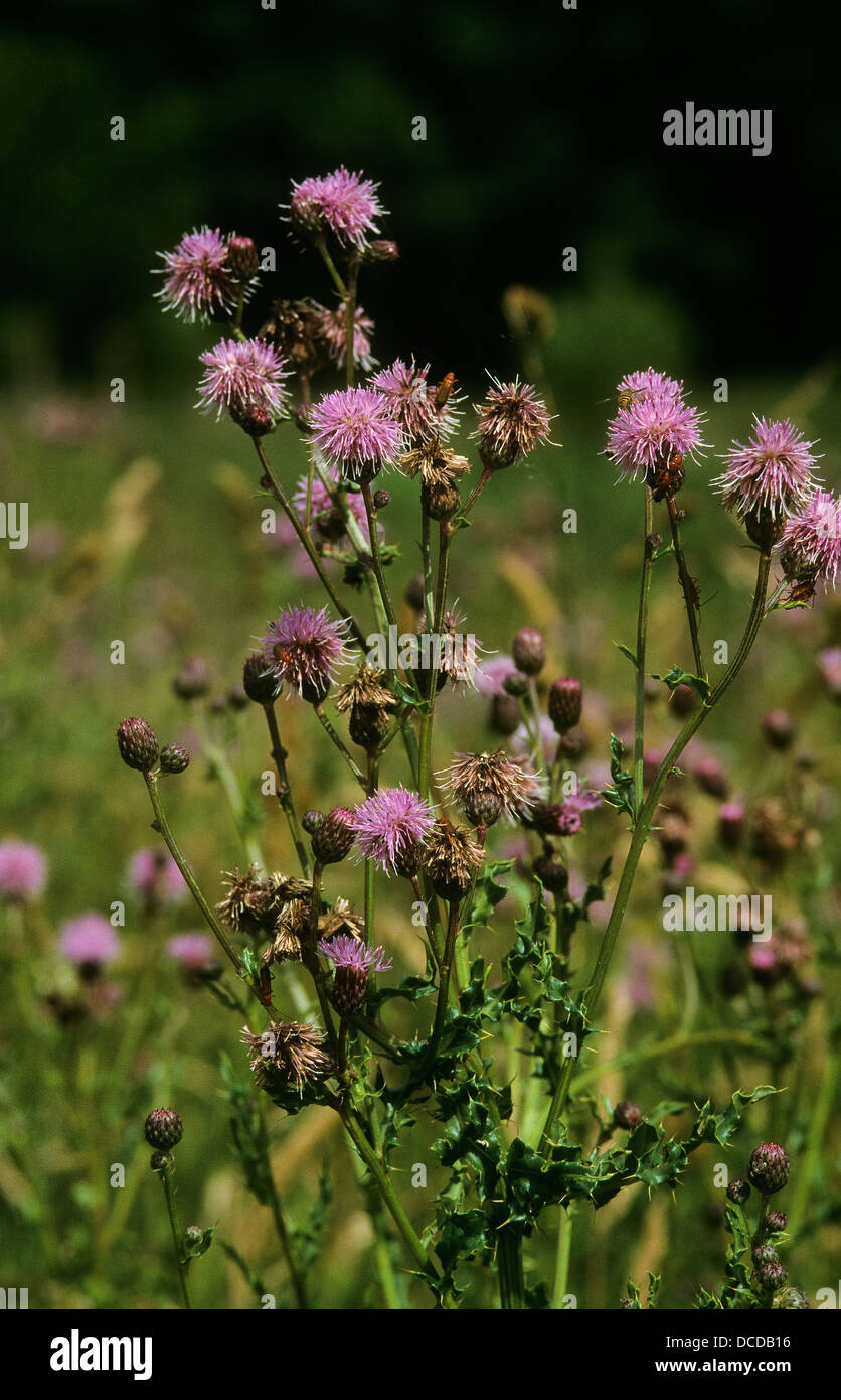 Acker-Kratzdistel, Ackerkratzdistel, Kratzdistel, Distel, Cirsium ...