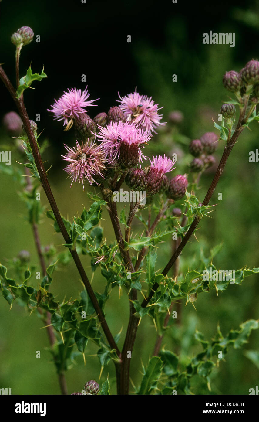 Acker-Kratzdistel, Ackerkratzdistel, Kratzdistel, Distel, Cirsium ...