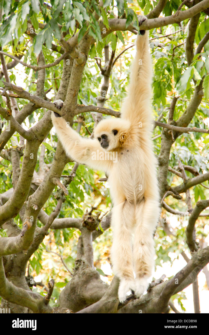 White-handed gibbon hanging in the trees Stock Photo - Alamy