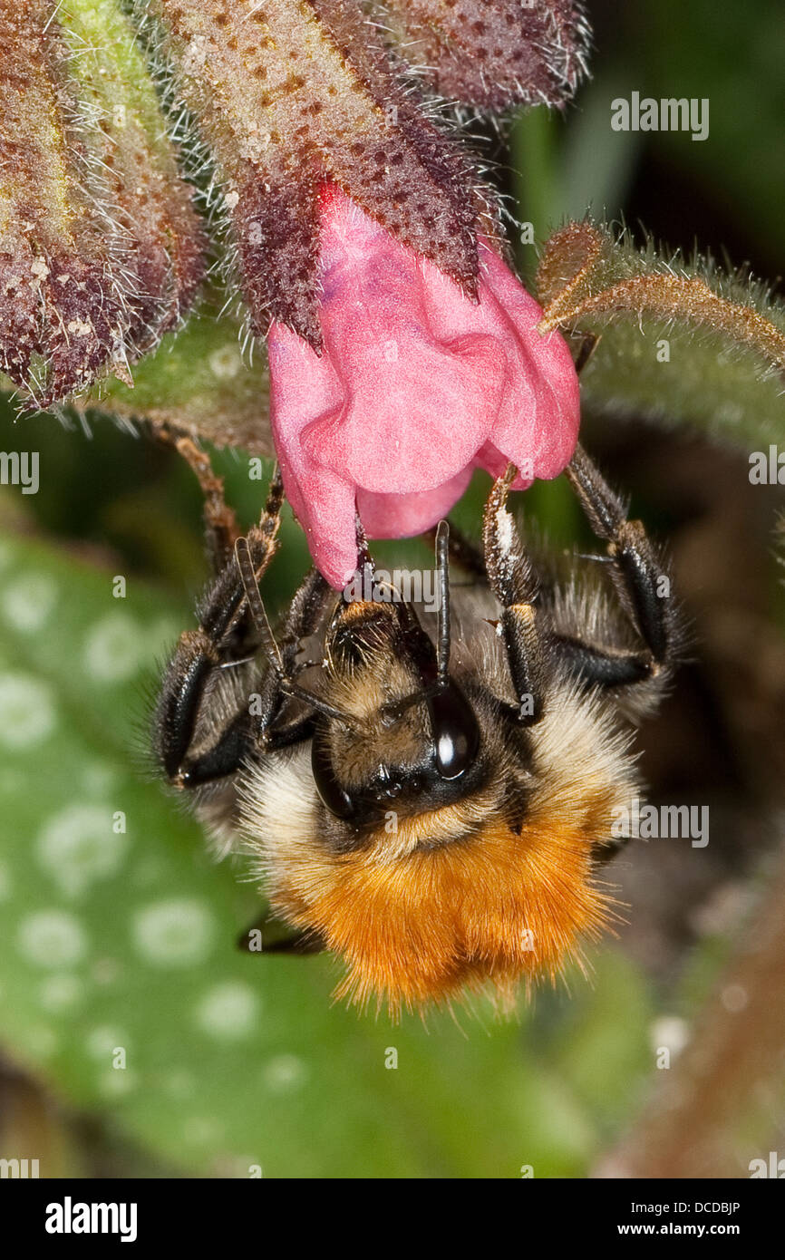 Hummel hi-res stock photography and images - Alamy