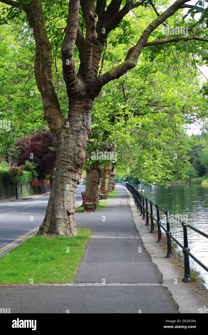 An Avenue of Plane trees alongside the River Thames in Maidenhead ...