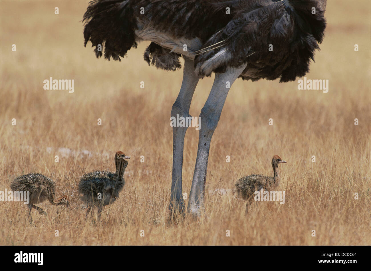 Ostrich with young ones Stock Photo - Alamy