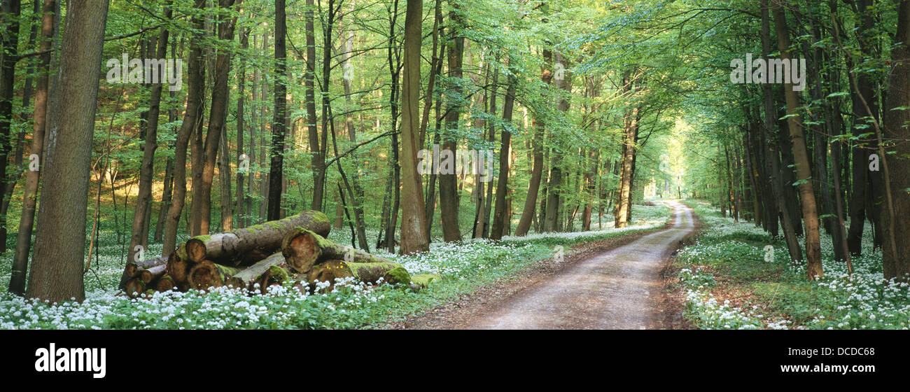 Forest in spring. Germany Stock Photo - Alamy