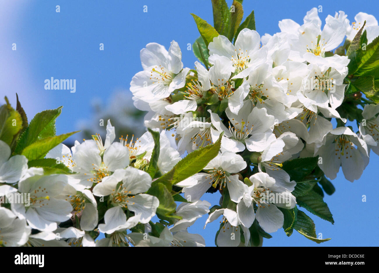 Cherrey hi-res stock photography and images - Alamy