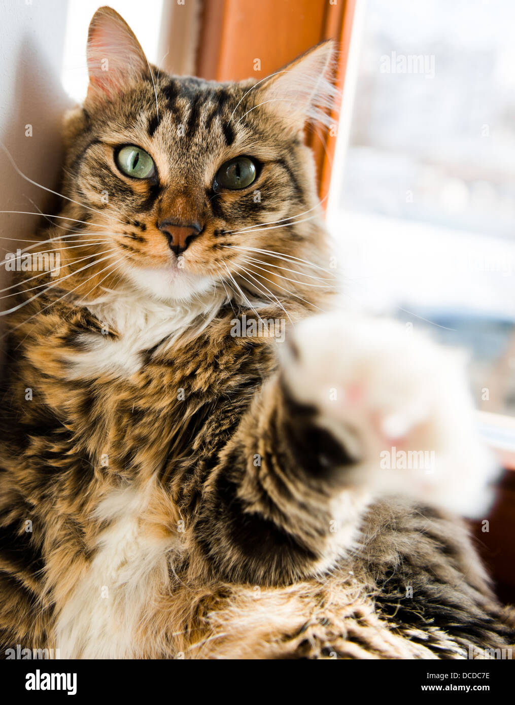 Pull by paw hi-res stock photography and images - Alamy