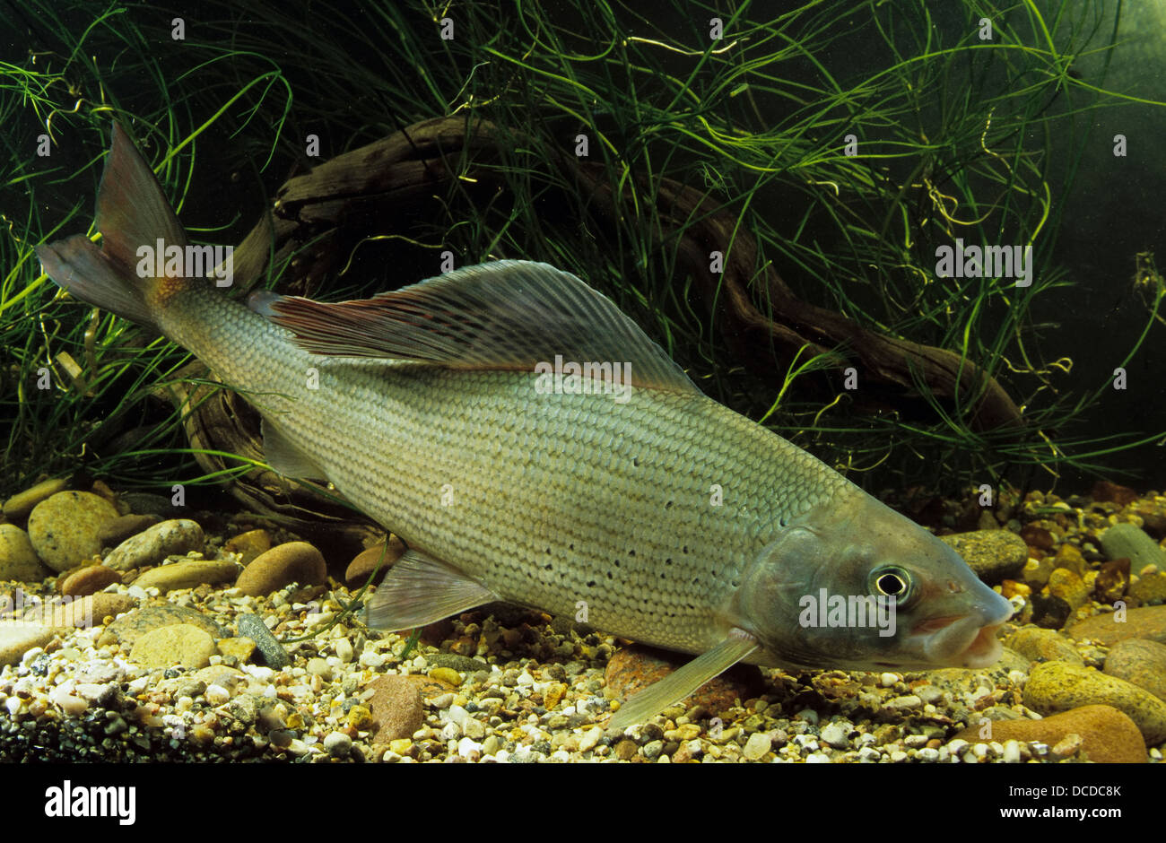 Europaische asche hi-res stock photography and images - Alamy