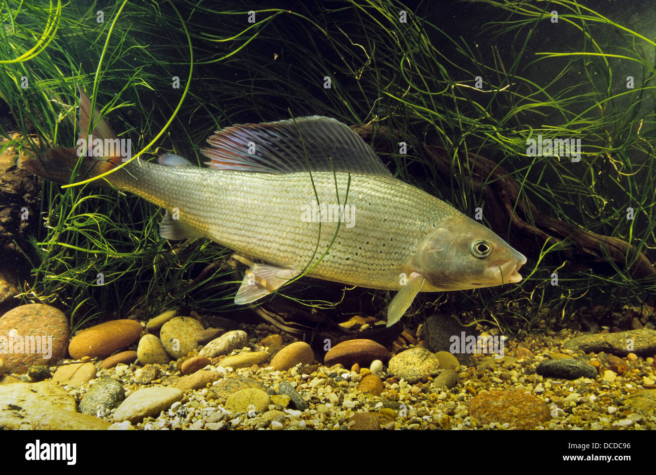 Europäische Äsche, Thymallus thymallus, grayling Stock Photo - Alamy