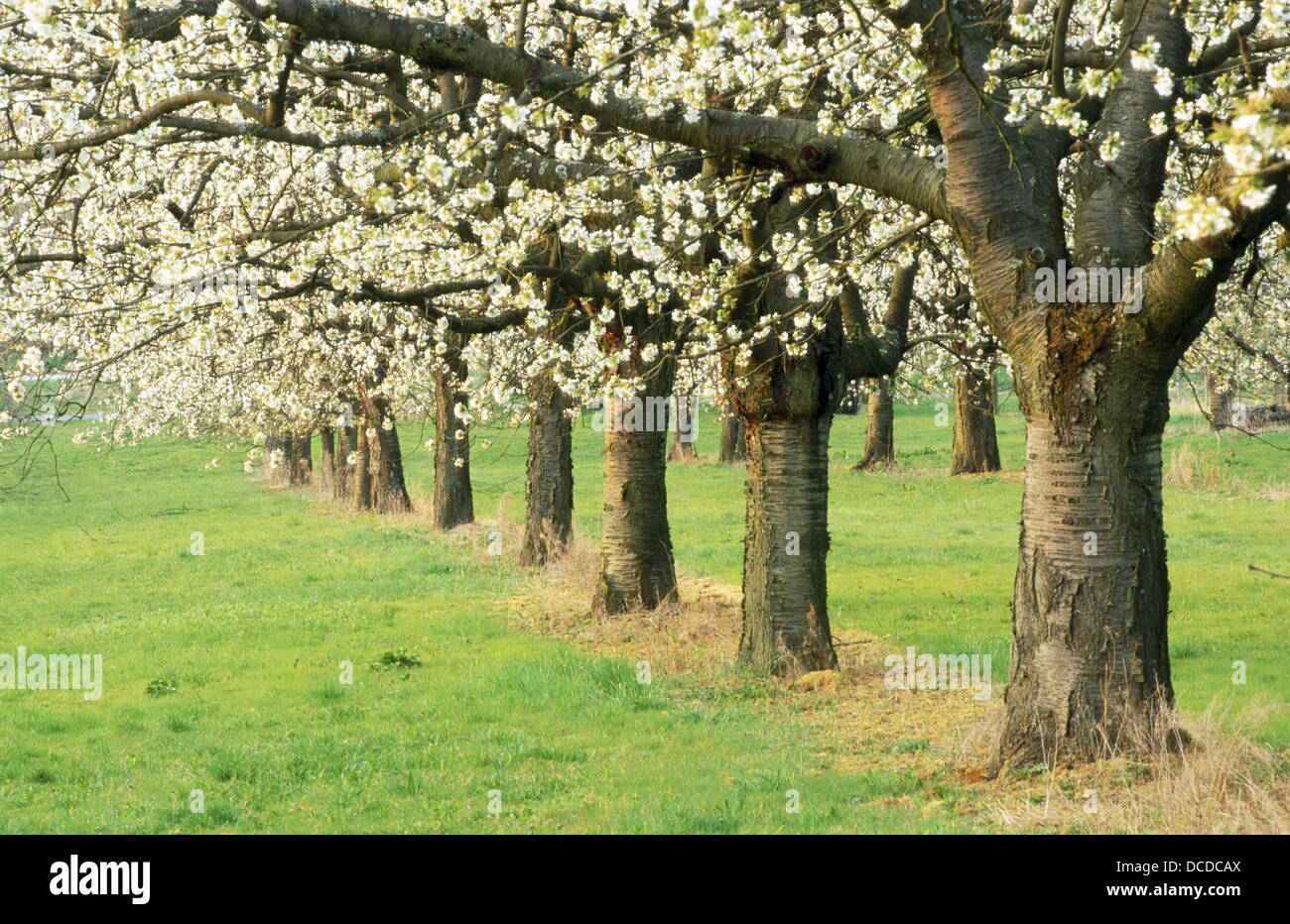 Blossoming cherry trees at spring orchad. Germany Stock Photo - Alamy
