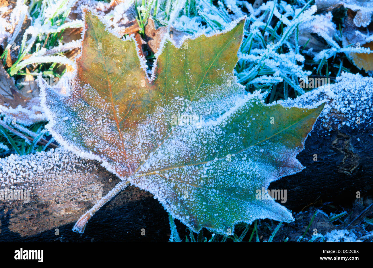 Frosted maple leaf hi-res stock photography and images - Alamy