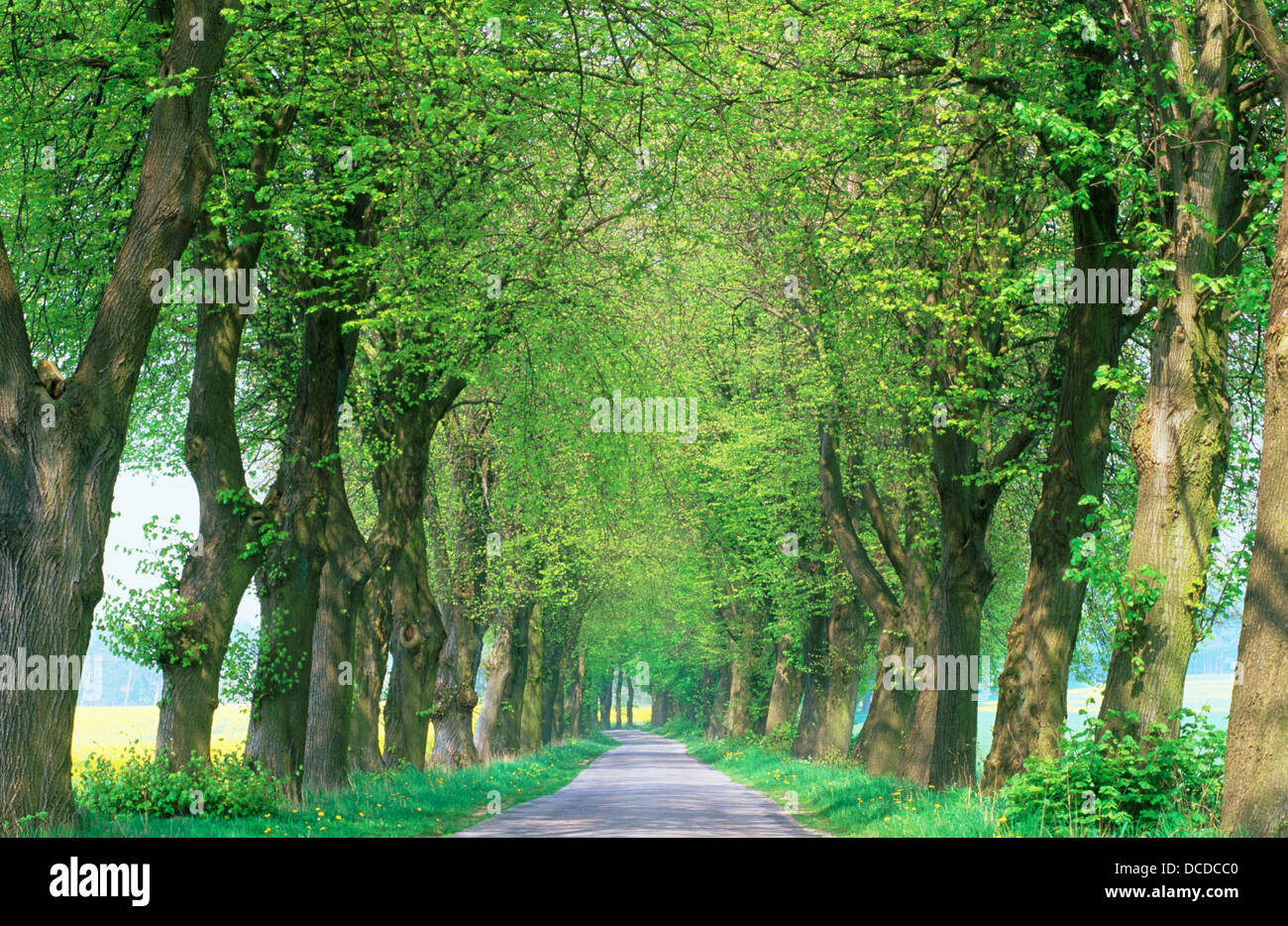 Tree lined border hi-res stock photography and images - Alamy