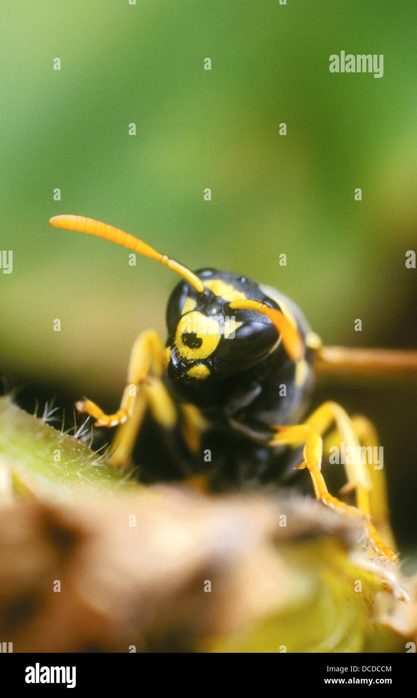 Polistes Dominulus Stock Photos & Polistes Dominulus Stock Images - Alamy