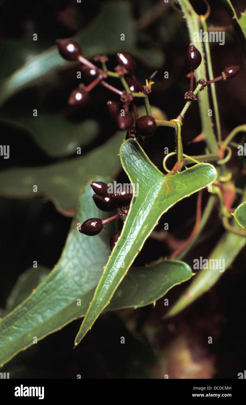 Sarsaparilla Smilax High Resolution Stock Photography and Images - Alamy