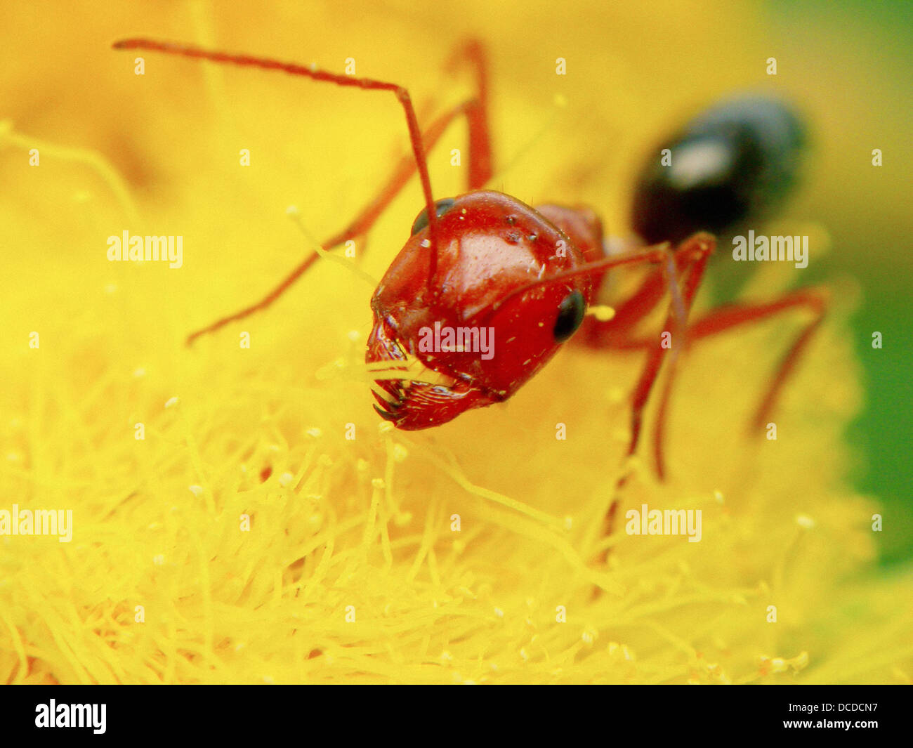 Acacia ants hi-res stock photography and images - Alamy