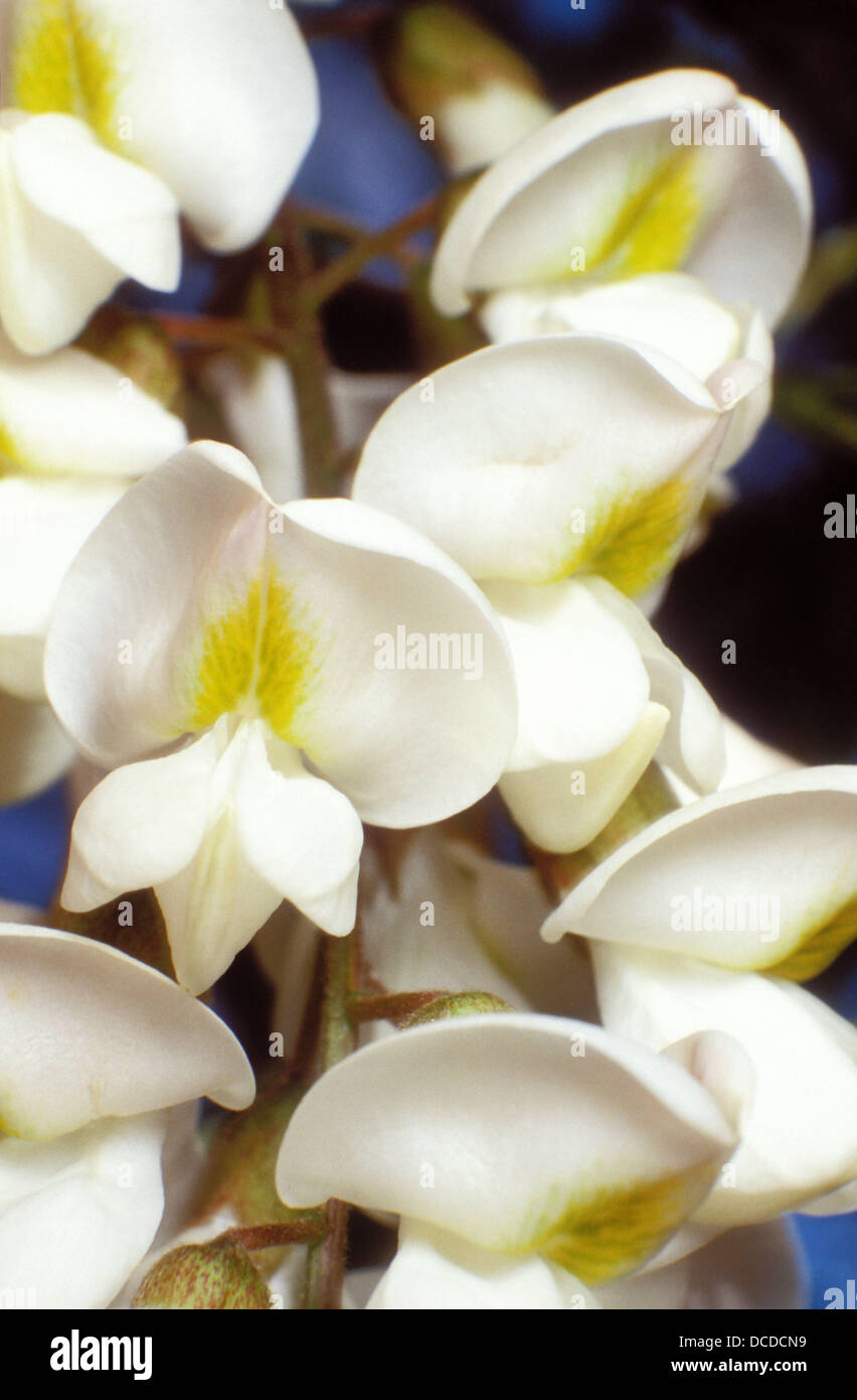 Black Locust (Robinia pseudoacacia) flowers Stock Photo - Alamy