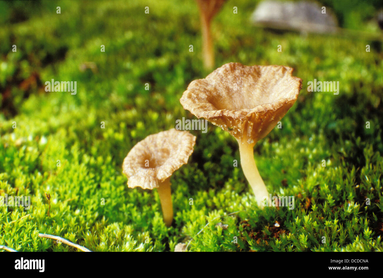 Leptoglossum hi-res stock photography and images - Alamy