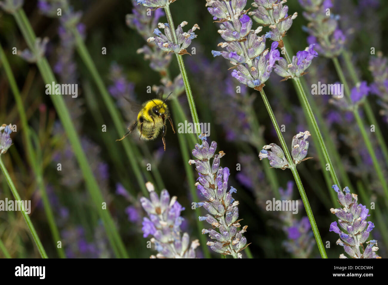 Bee. Anthophoridae Anthophora Plumipes in flight Stock Photo - Alamy
