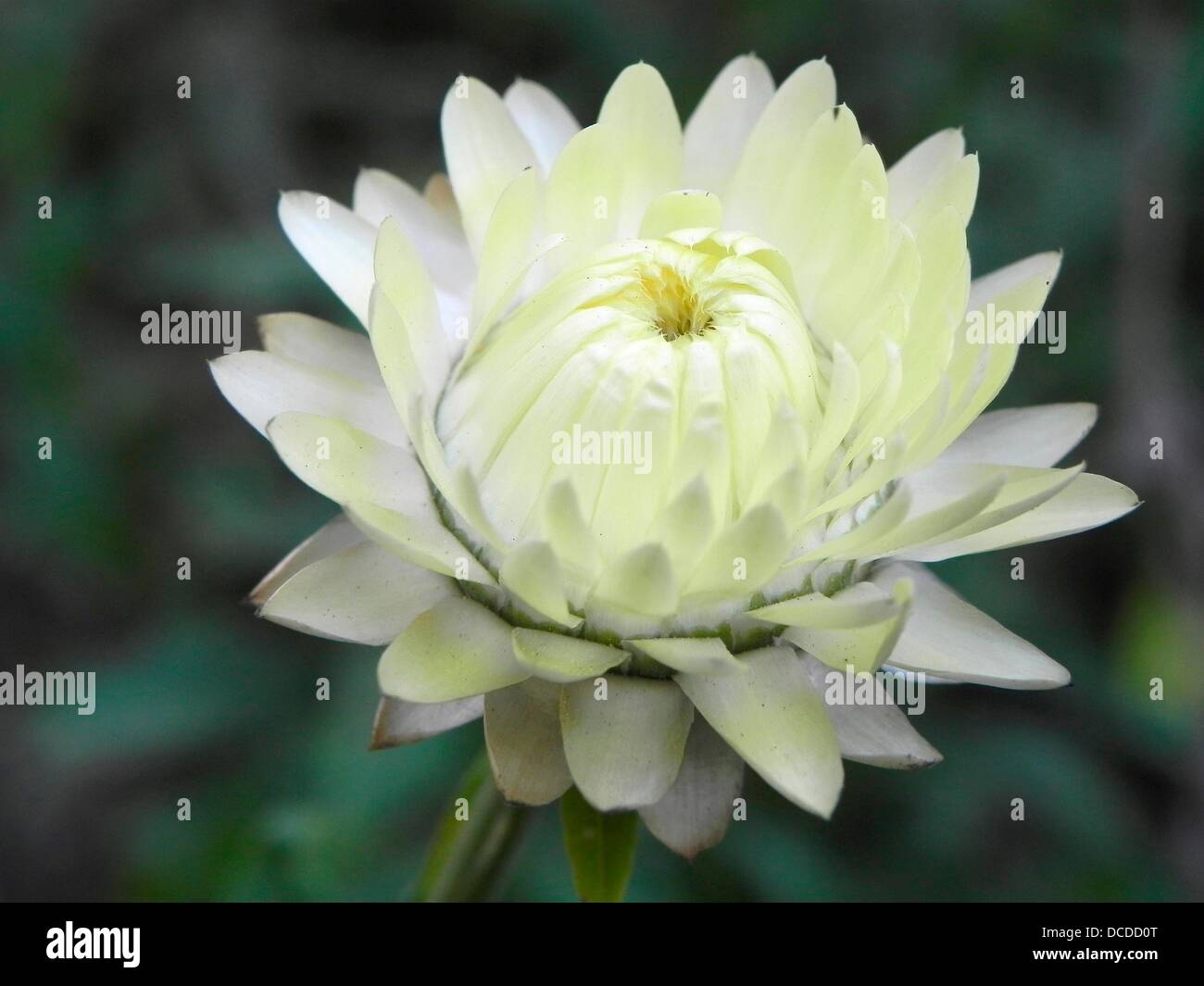 Flower strawflower bracteantha bracteata hi-res stock photography and ...