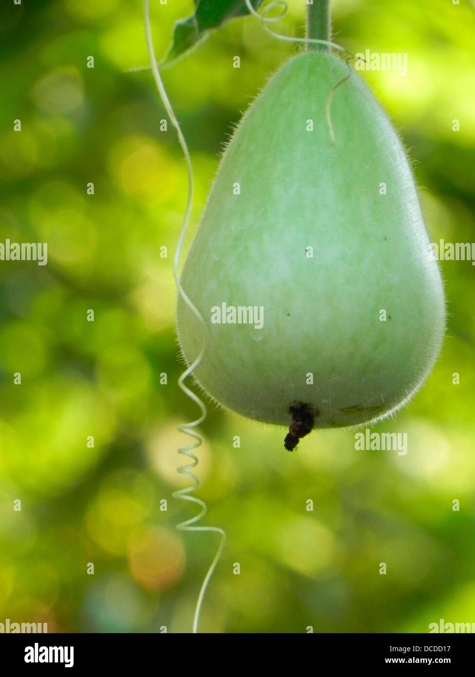 Bottle Gourd Lagenaria Siceraria Stock Photos & Bottle Gourd Lagenaria ...