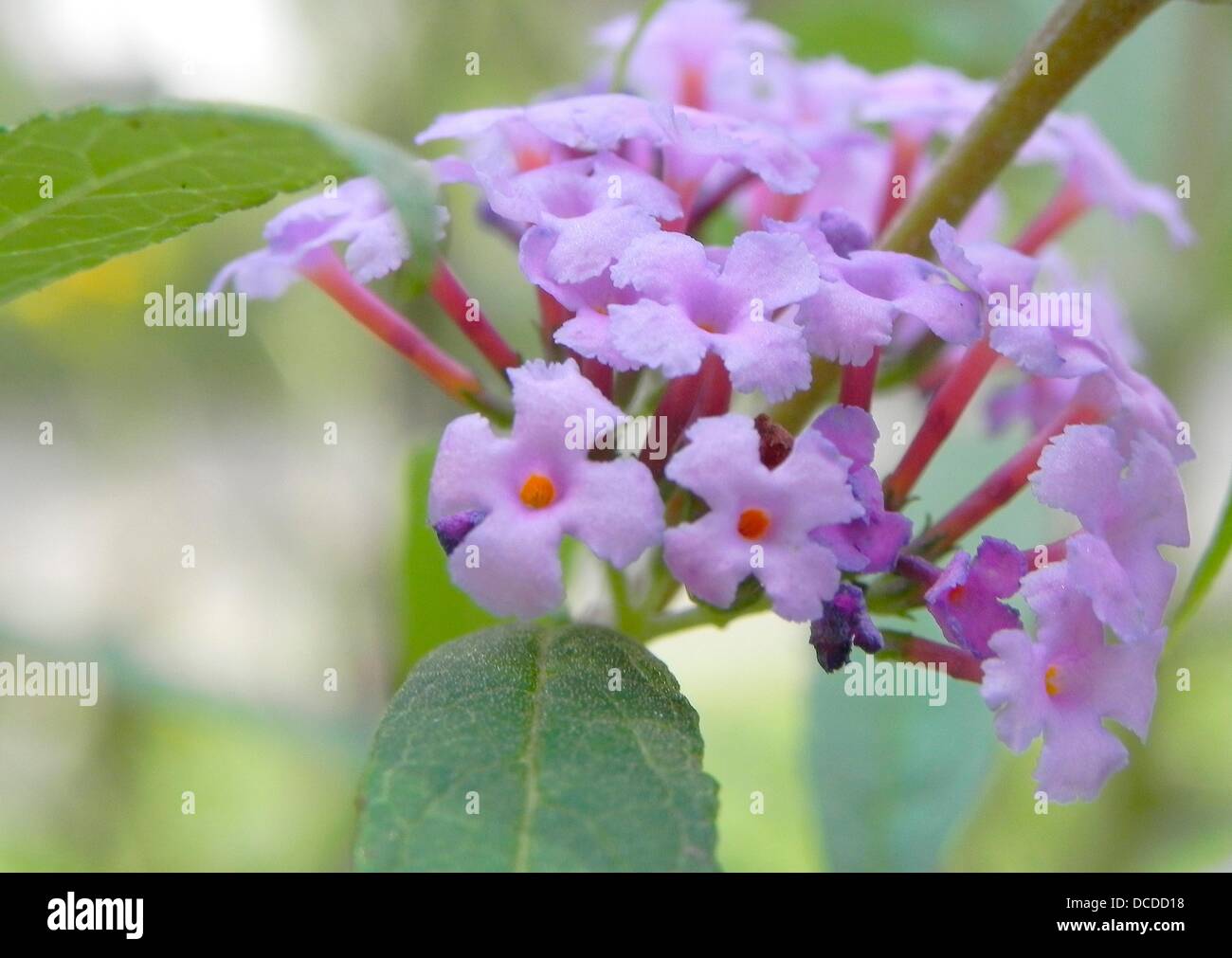 Butterfly Bush Buddleja Sp High Resolution Stock Photography and Images ...
