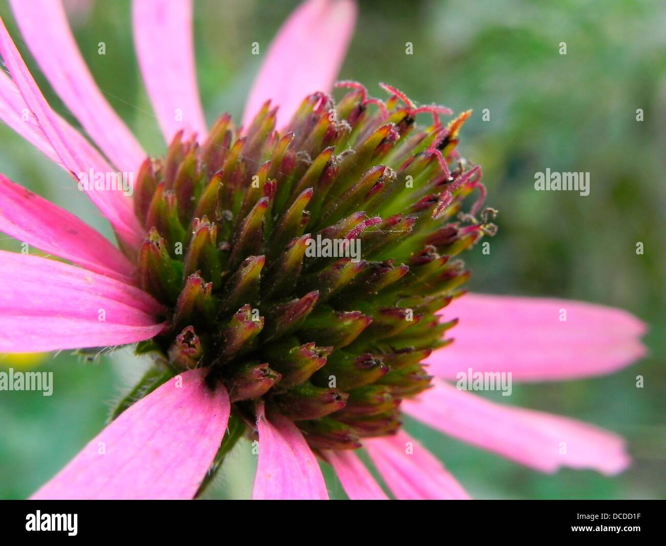 Tennessee coneflower echinacea tennesseensis hi-res stock photography ...