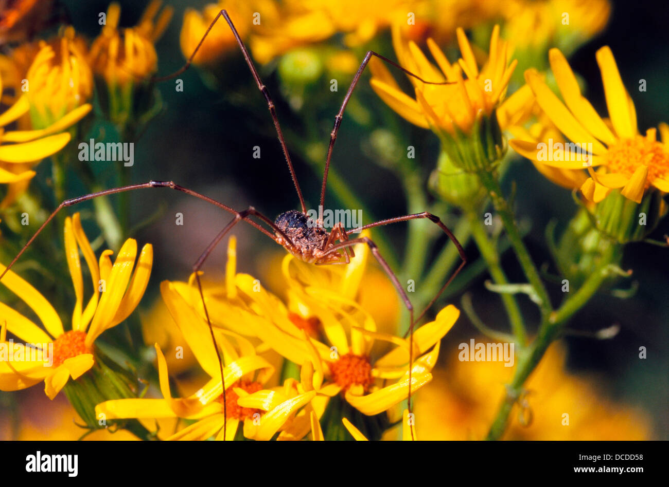 Opilion (Phalangium opilio Stock Photo - Alamy
