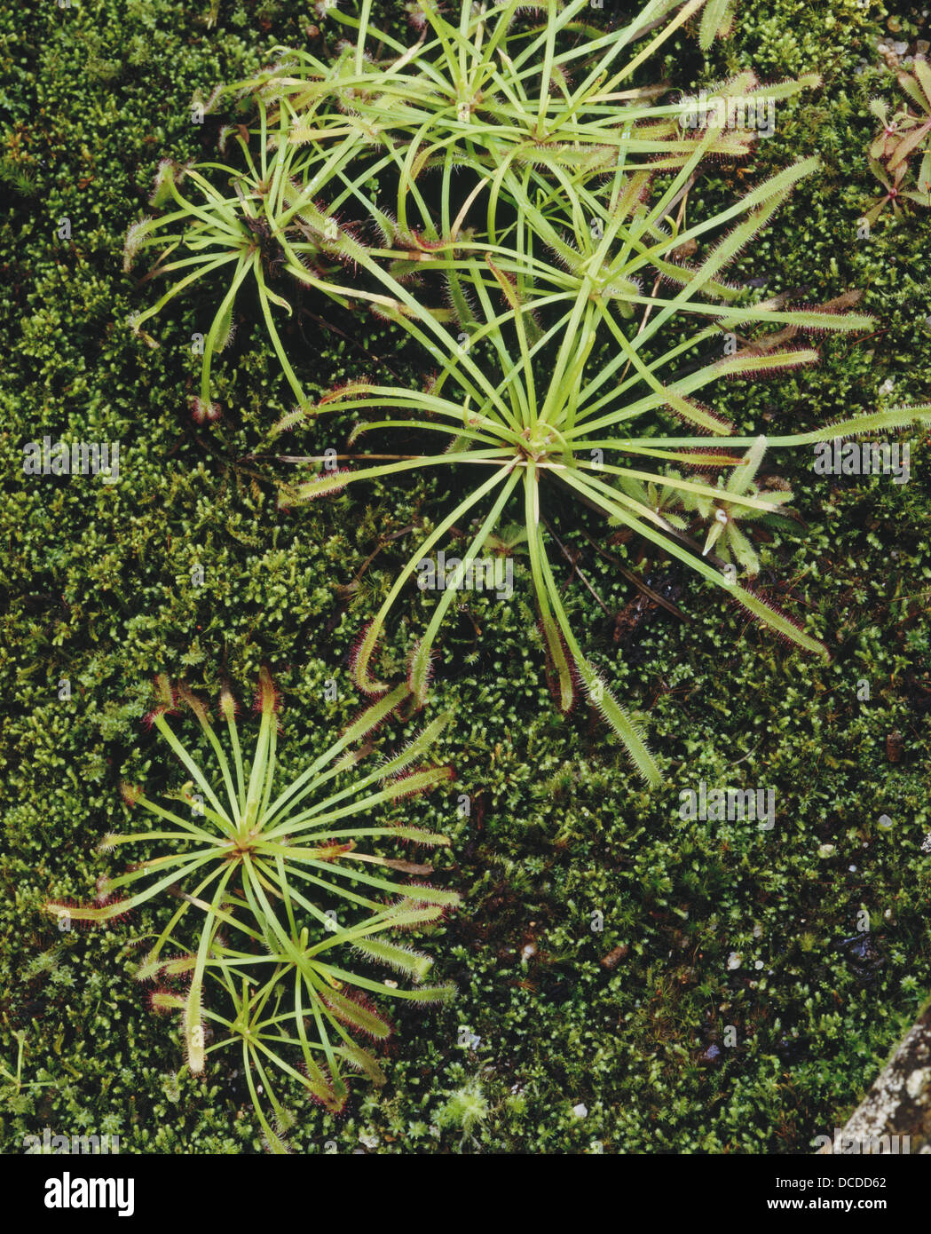 Sundew (Drosera binata). Australia Stock Photo - Alamy