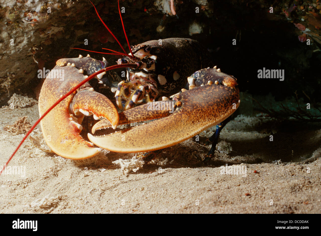 Homarus gammarus hi-res stock photography and images - Alamy
