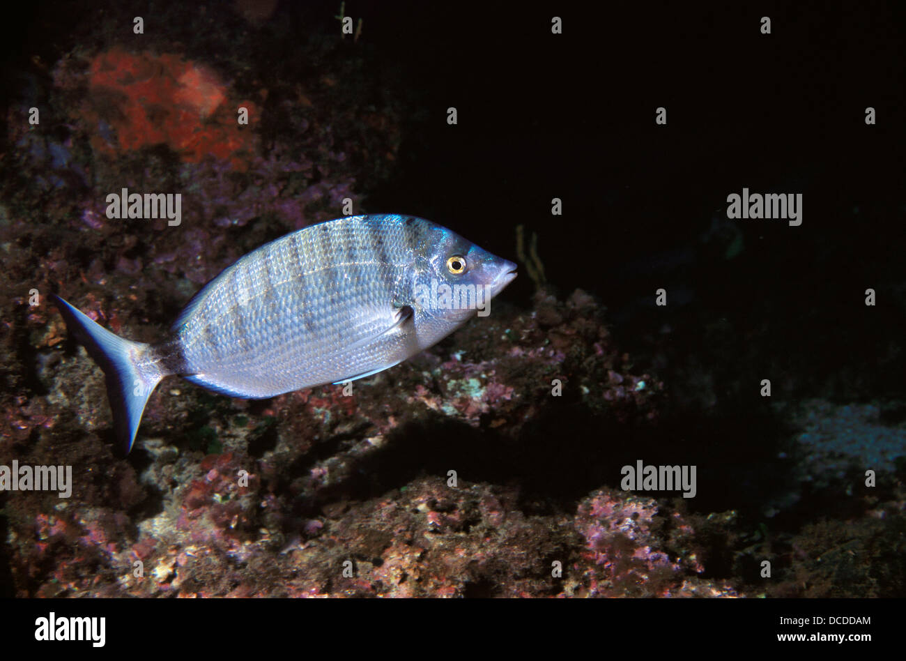 Sheepshead fish hi-res stock photography and images - Alamy