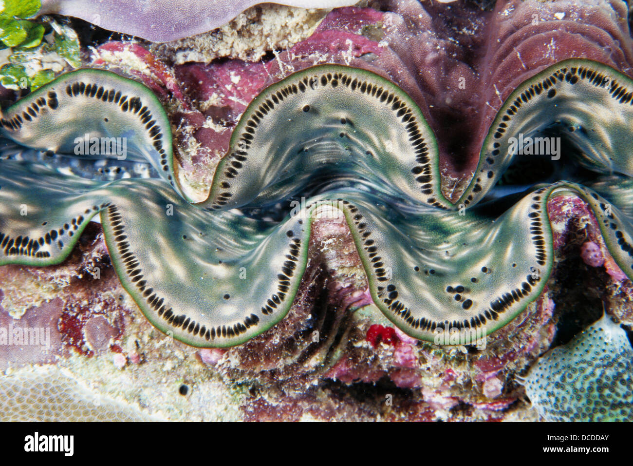 Detail of giant clam tridacna gigas hi-res stock photography and images ...