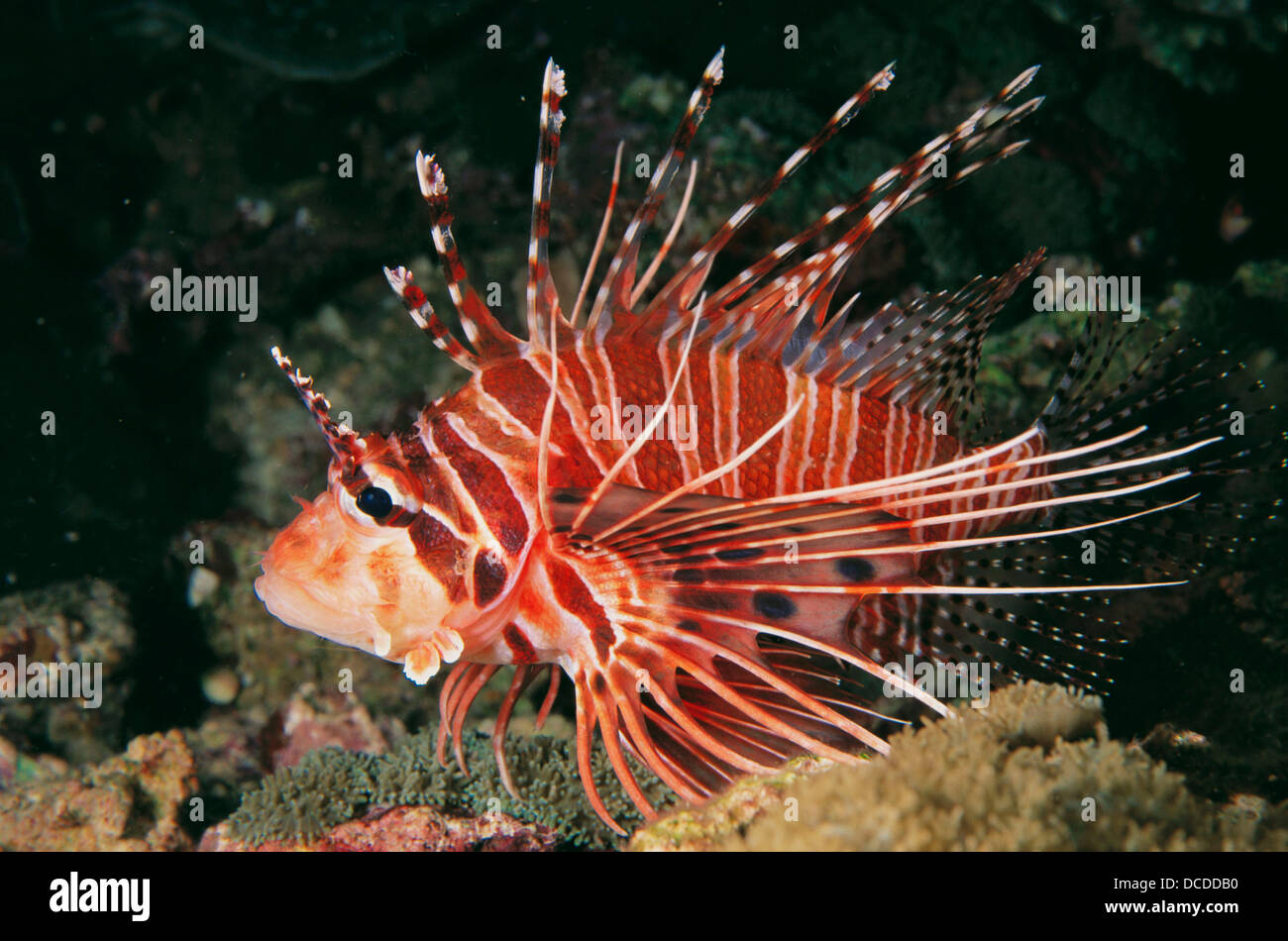 Broadbarred Firefish High Resolution Stock Photography and Images - Alamy