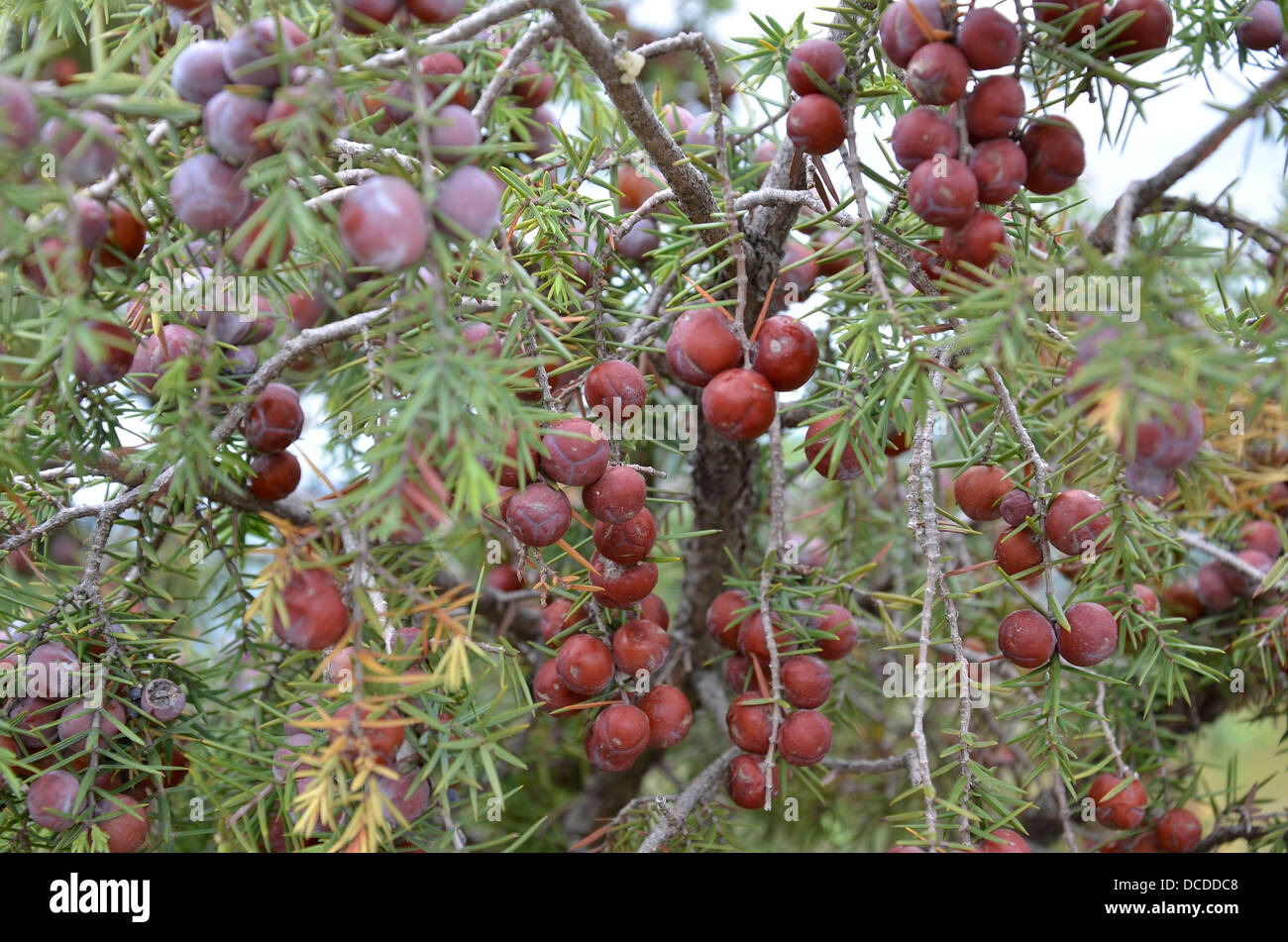 juniper berry juniper berries female seed cone Juniperus communis ...