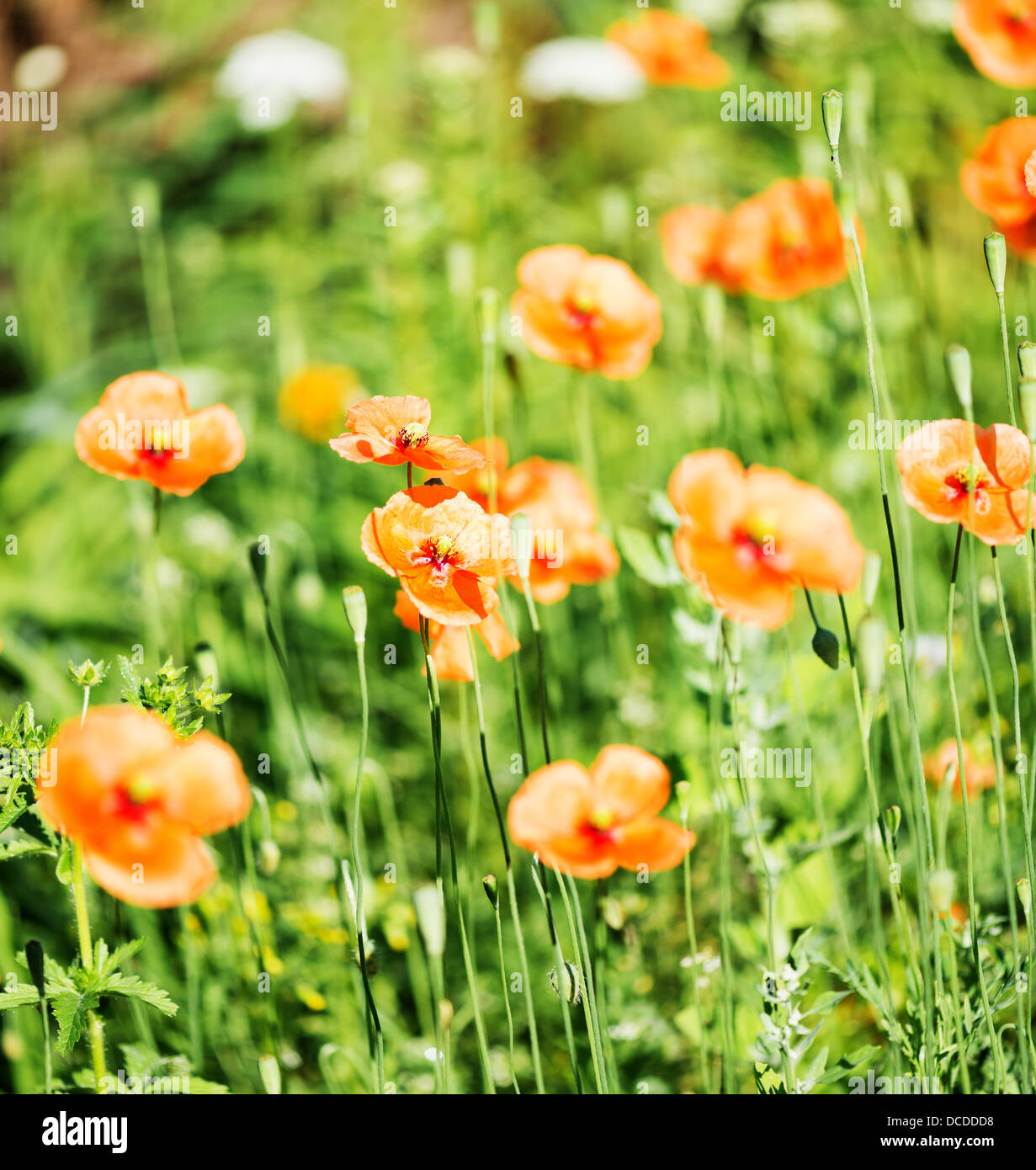 Wild poppies growing in a spring field Stock Photo - Alamy