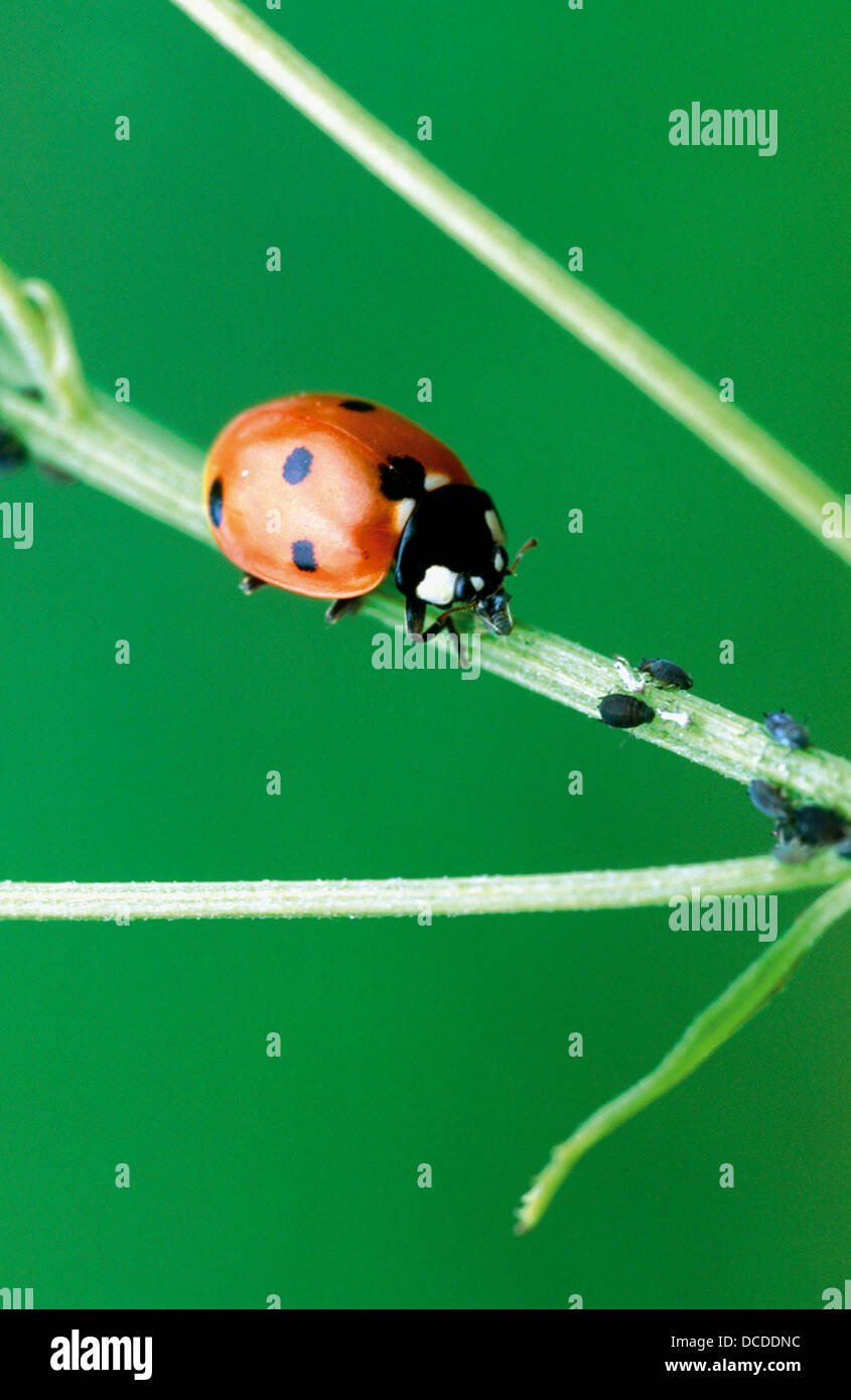 Seven spot ladybird eating aphid hi-res stock photography and images ...