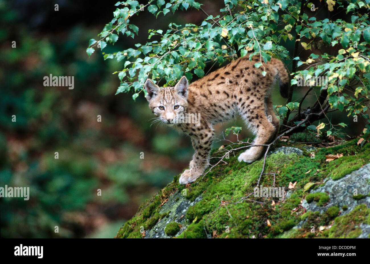 Wald horizontal hi-res stock photography and images - Alamy