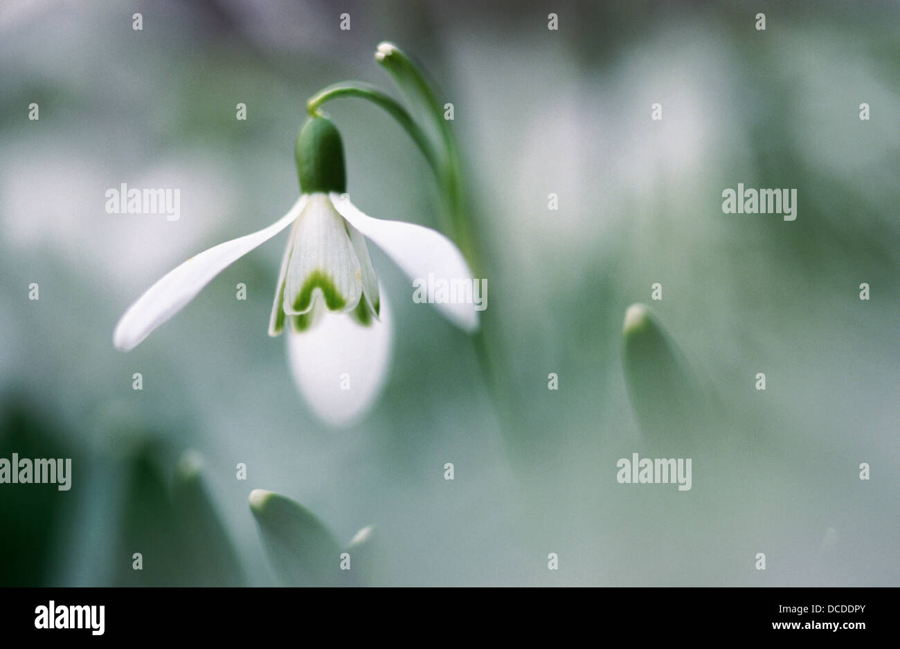 Snowdrop (Galanthus nivalis Stock Photo - Alamy