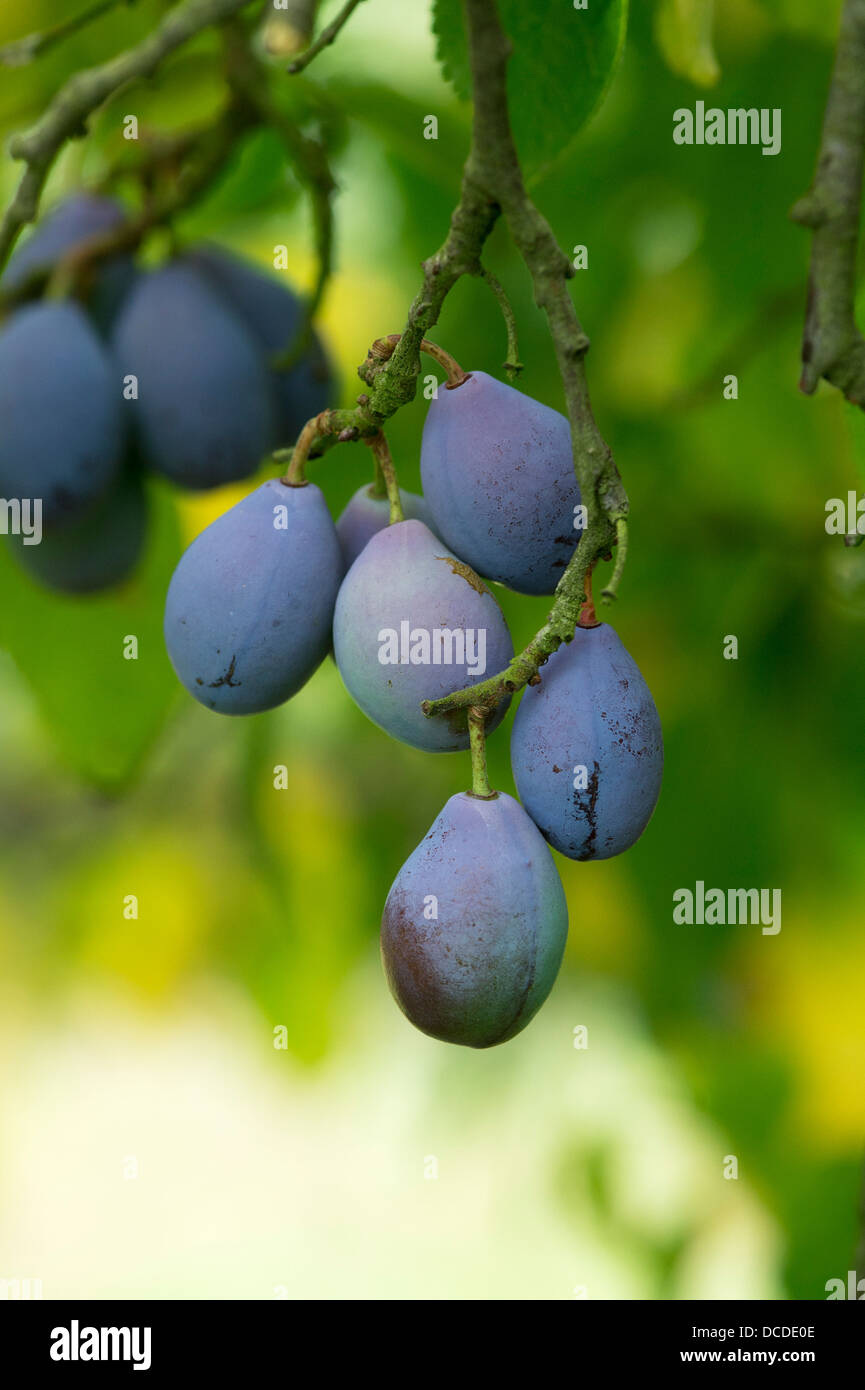 Damson Fruit Tree High Resolution Stock Photography and Images - Alamy
