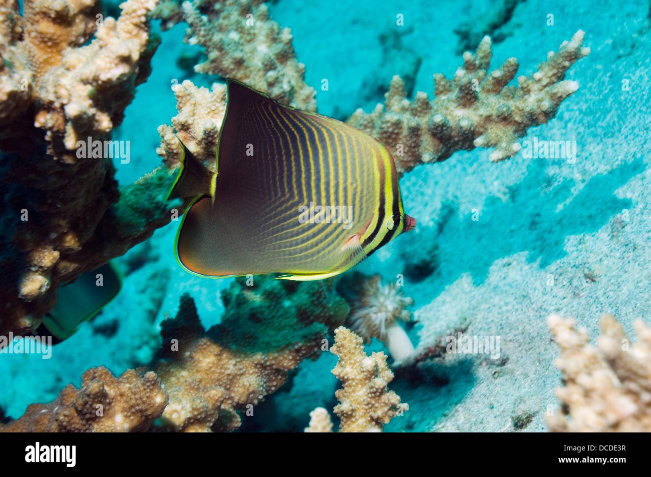 Triangle butterflyfish hi-res stock photography and images - Alamy