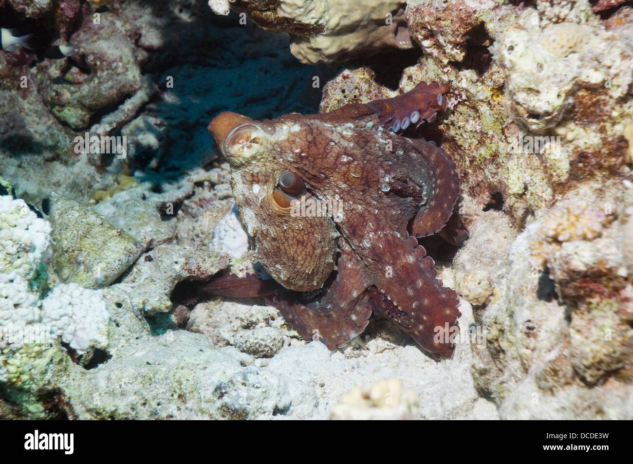 Day octopus octopus cyanea egypt hi-res stock photography and images ...