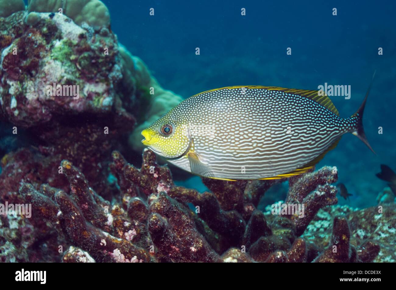 Javus hi-res stock photography and images - Alamy