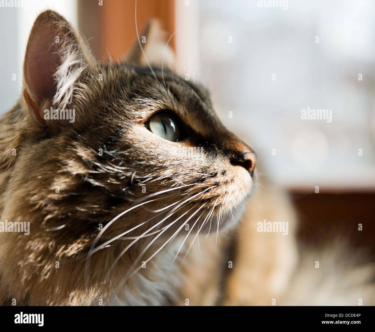Cat looking up Stock Photo - Alamy