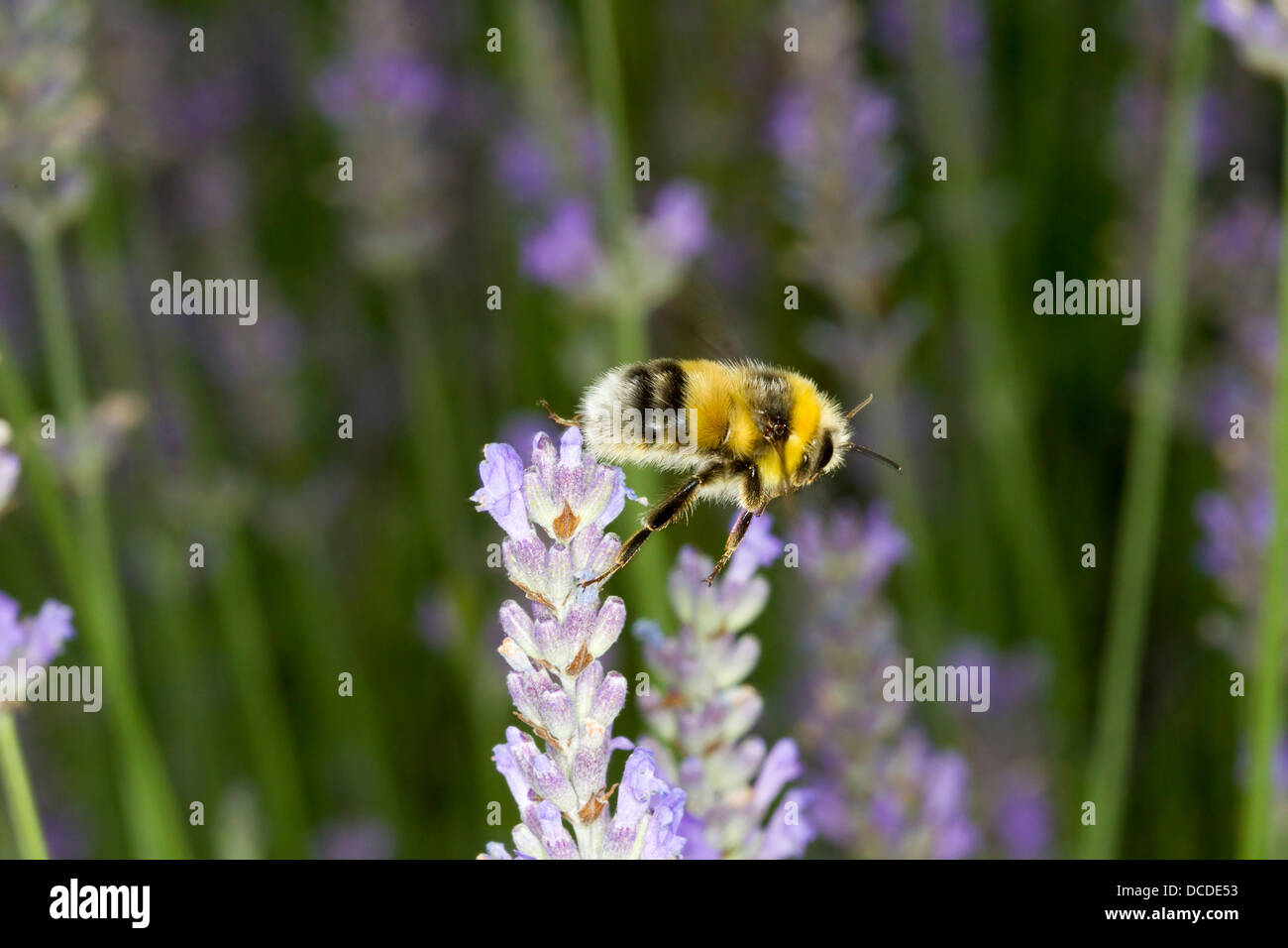 Bee. Anthophoridae Anthophora Plumipes Stock Photo - Alamy