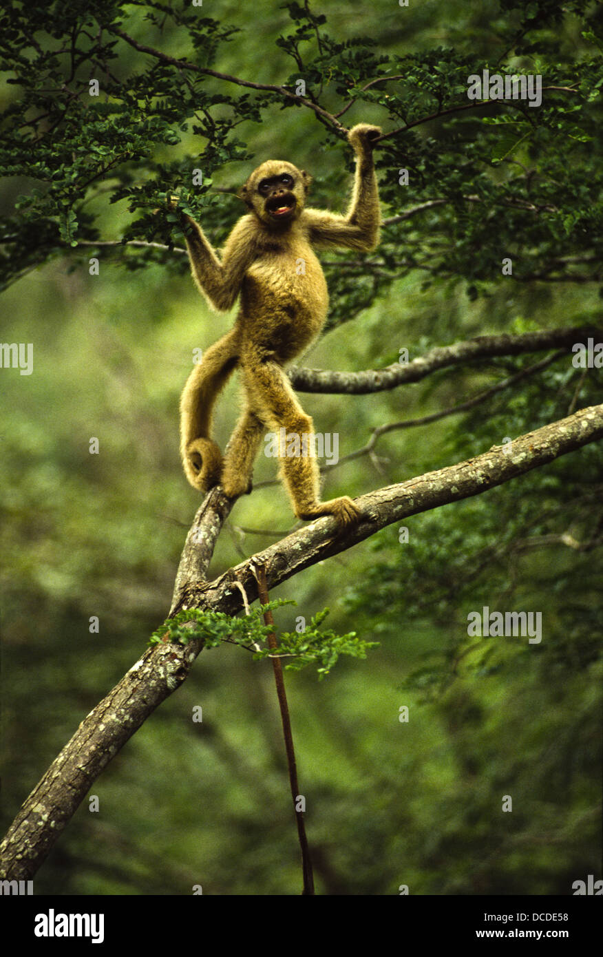 Wooly spider monkey, Muriqui or mono-carvoeiro joke Brachyteles ...