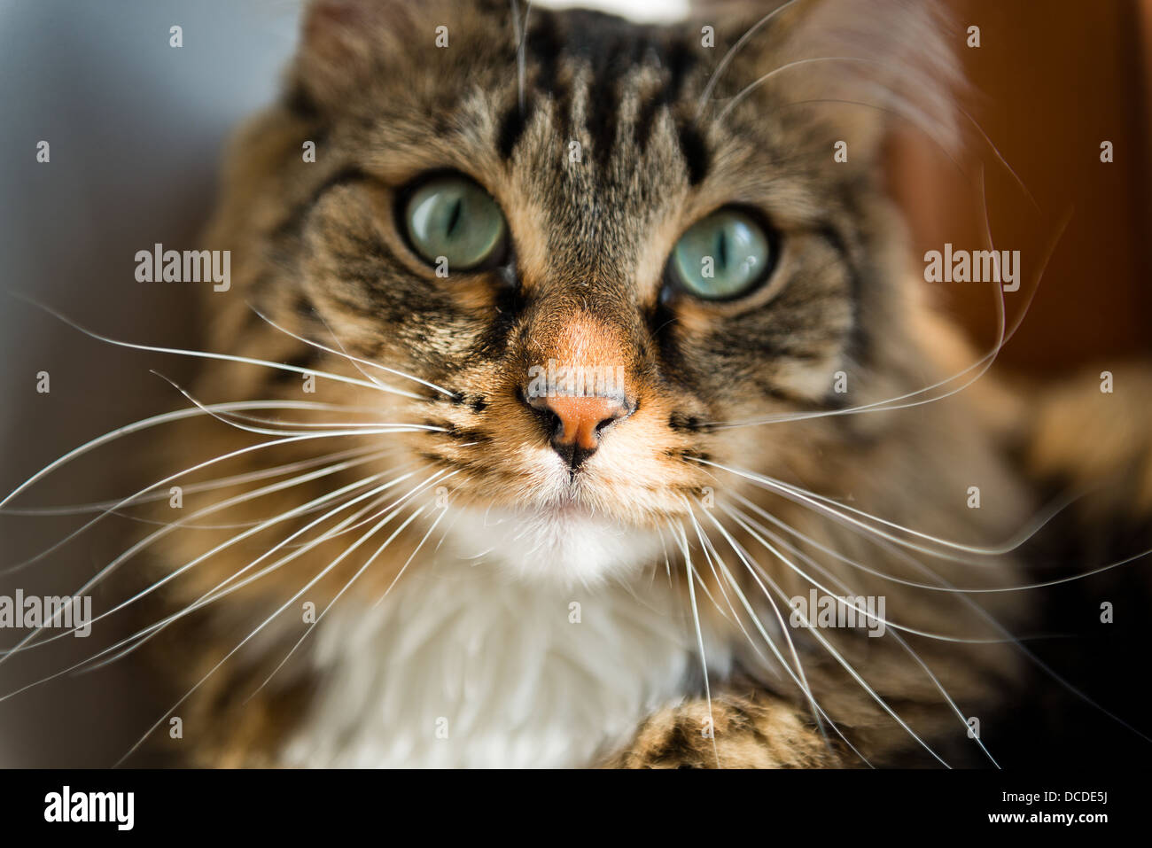 cat looking at camera Stock Photo - Alamy