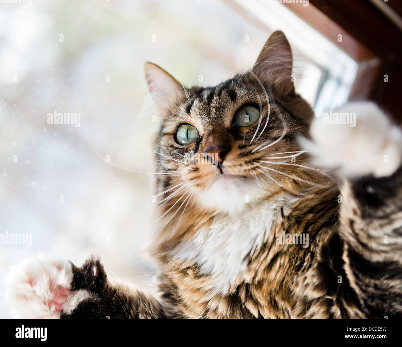 Funny male cat raises paws up Stock Photo - Alamy