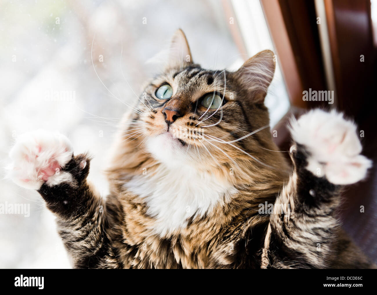 Funny male cat raises paws up Stock Photo - Alamy
